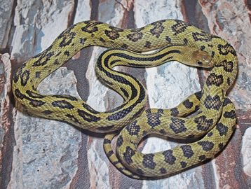 Miscellaneous Snakes